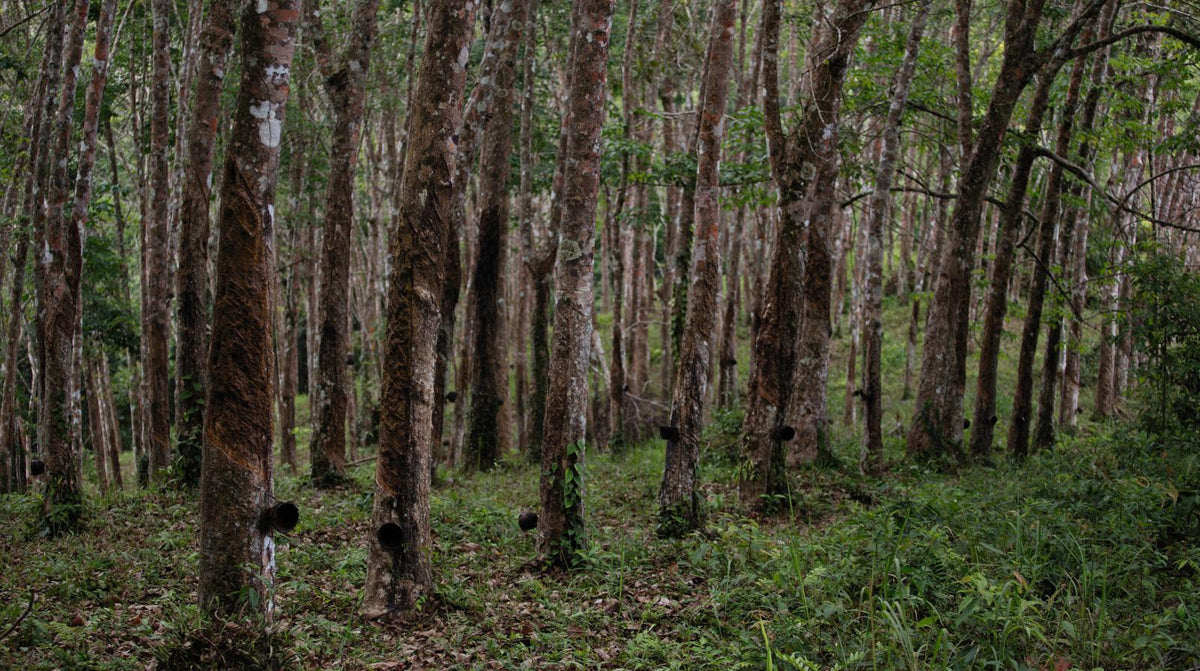 Natural Rubber Latex: Why Are Lorals Made of Latex?